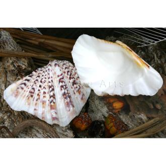 Hippopus Hippopus Shell – Ebb+Flow Boutique